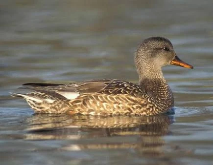 Gadwall | Animal Database | Fandom