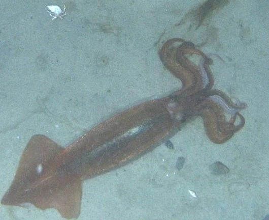 Northern Shortfin Squid | Animal Database | Fandom