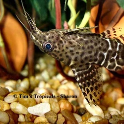 tropical fish database