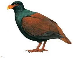 Didunculus | Animal Database | Fandom