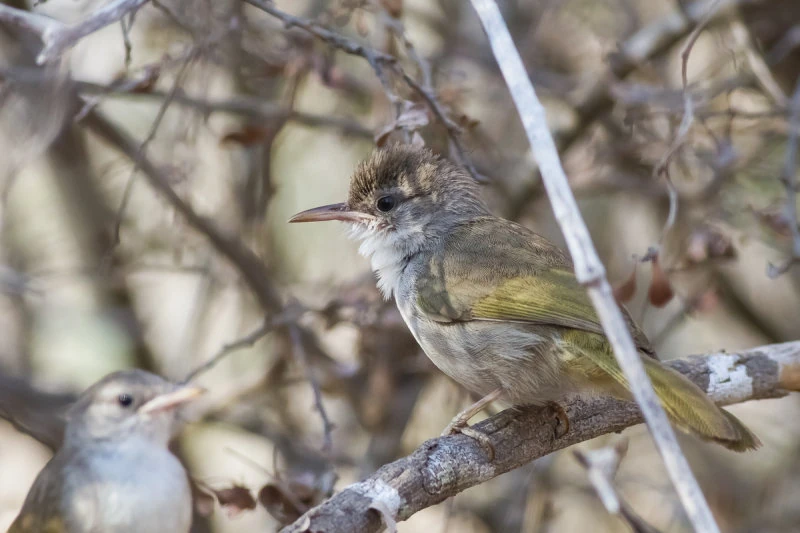 Thamnornis | Animal Database | Fandom