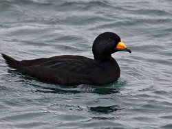 Black Scoter | Animal Database | Fandom