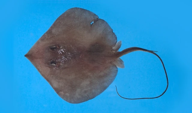 Sharpnose Stingray | Animal Database | Fandom