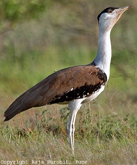Great Indian Bustard | Animal Database | Fandom