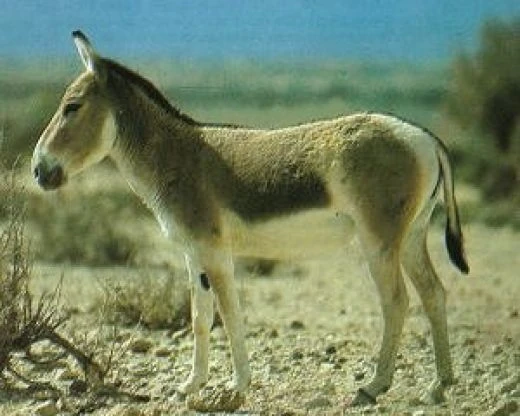 Onager | Animal Database | Fandom