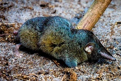 Thor's Hero Shrew | Animal Database | Fandom