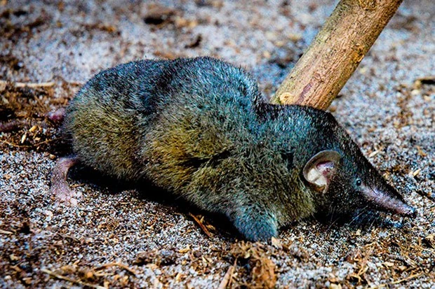 Thor's Hero Shrew | Animal Database | Fandom
