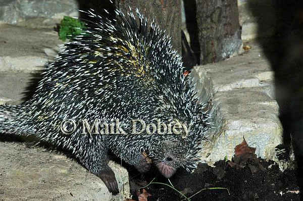 Andean Porcupine | Animal Database | Fandom
