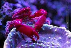 Ruby Red Mithrax Crab | Animal Database | Fandom