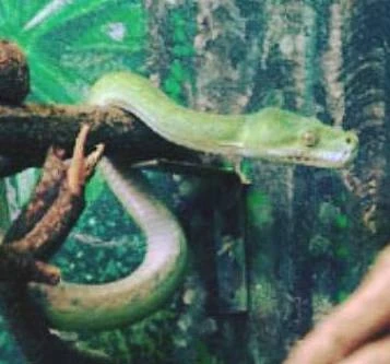 Jade | Animal Database | Fandom