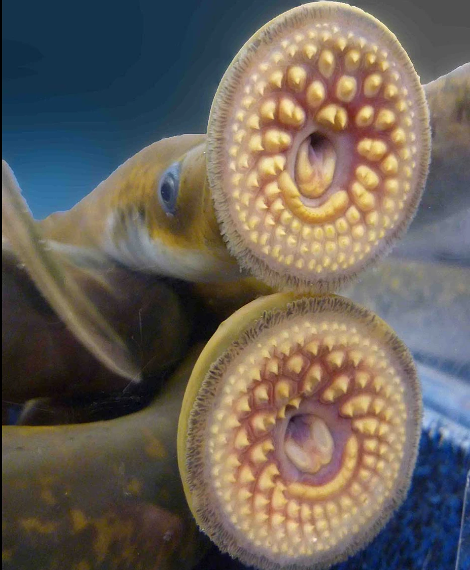 Sea Lamprey | Animal Database | Fandom