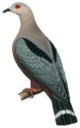 Pinon's Imperial Pigeon | Animal Database | Fandom