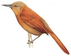 Russet-mantled Softtail | Animal Database | Fandom