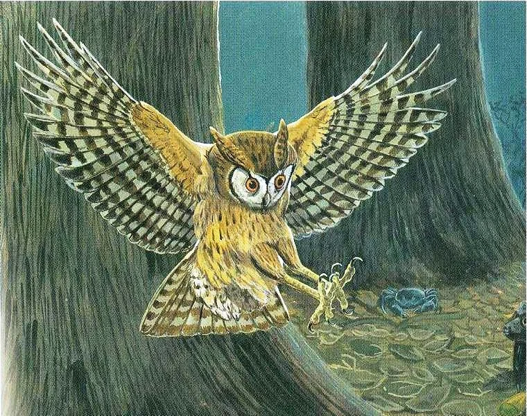 Rodrigues Owl | Animal Database | Fandom