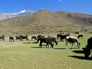 Dwarf LuLu | Animal Database | Fandom