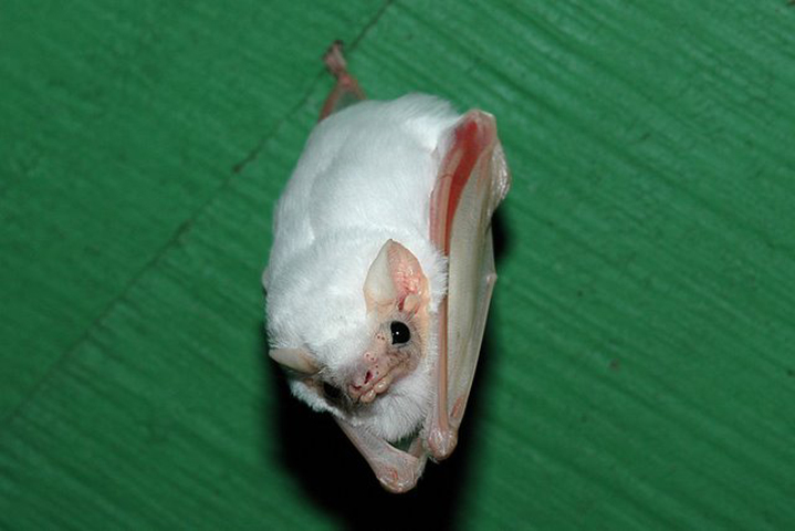 Northern Ghost Bat | Animal Database | Fandom