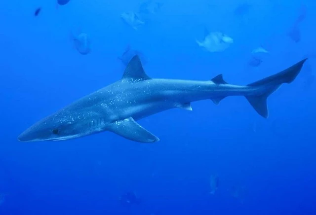 School Shark | Animal Database | Fandom