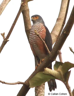 Red-chested Goshawk | Animal Database | Fandom