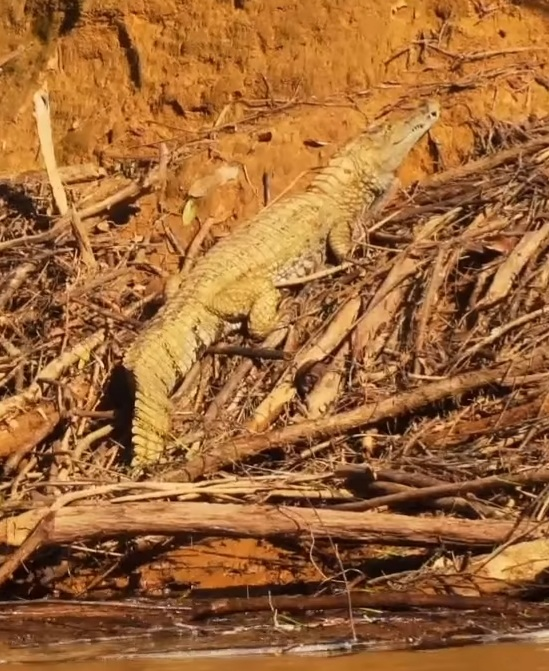 Rio Apaporis Caiman | Animal Database | Fandom