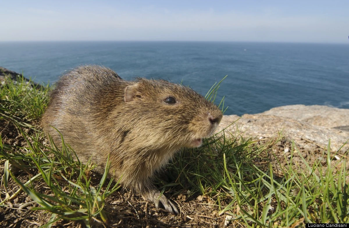 Santa Catarina's Guinea Pig | Animal Database | Fandom