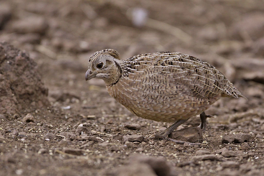 Female Montezuma Quail