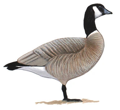 Bering Cackling Goose | Animal Database | Fandom