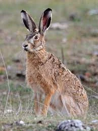 European Hare | Animal Database | Fandom