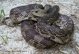 Pine Snake | Animal Database | Fandom