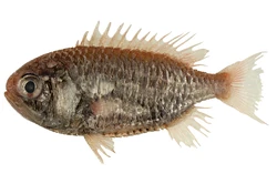 Little Pineapple Fish | Animal Database | Fandom