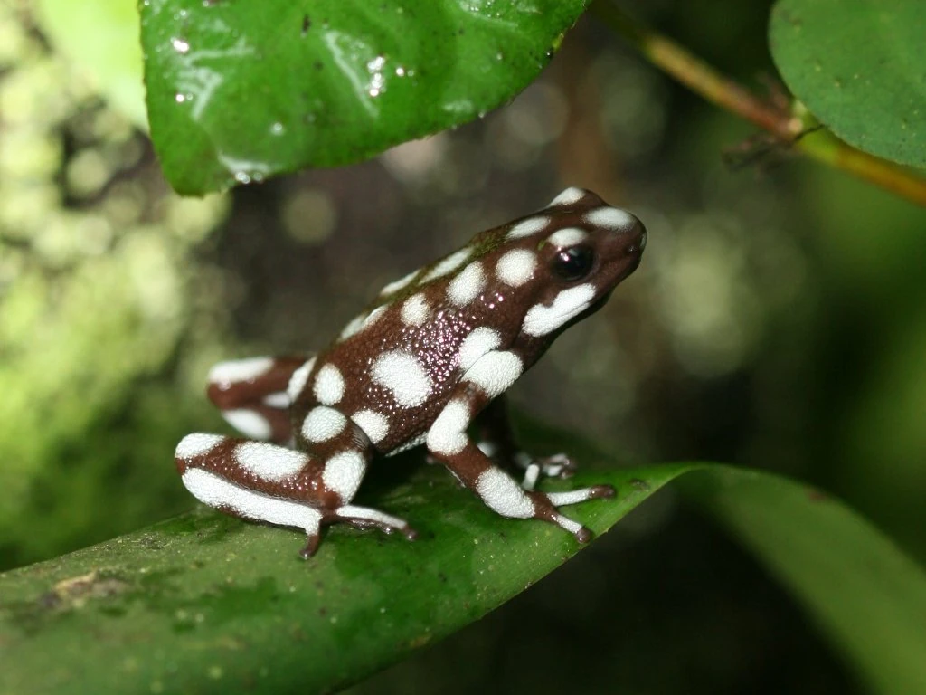 Marañón Poison Frog | Animal Database | Fandom