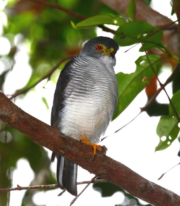 Tiny Hawk | Animal Database | Fandom