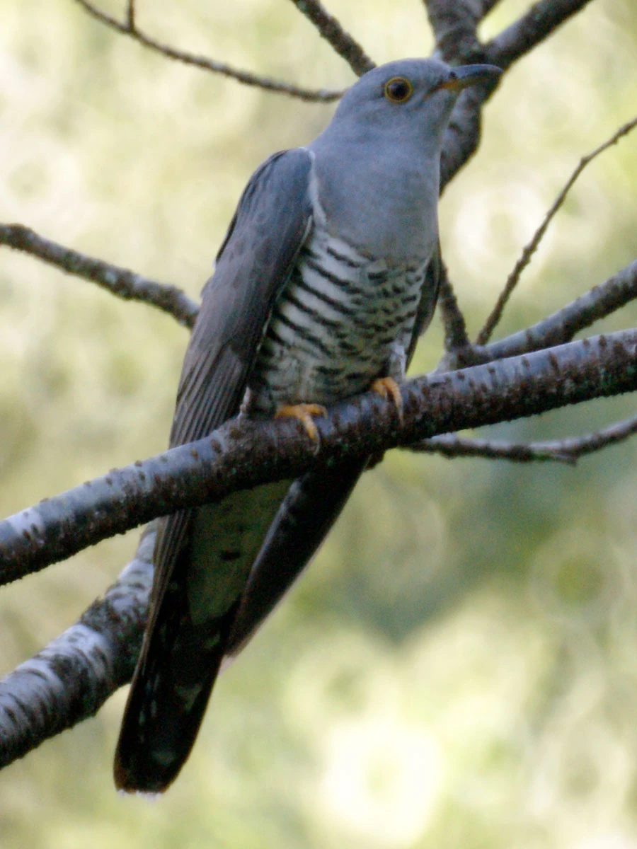 Oriental Cuckoo