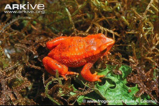 Guanujo Stubfoot Toad | Animal Database | Fandom
