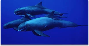 Long-finned Pilot Whale | Animal Database | Fandom
