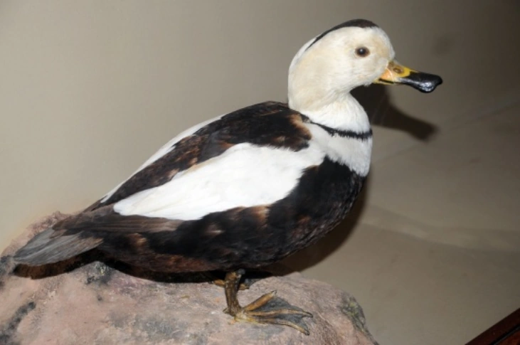 Labrador Duck | Animal Database | Fandom