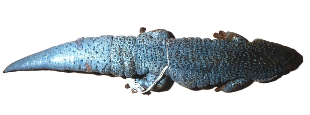 Rodrigues Day Gecko | Animal Database | Fandom