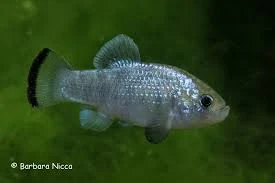 Potosi Pupfish | Animal Database | Fandom