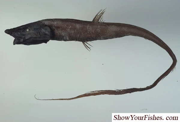 Unicorn Grenadier | Animal Database | Fandom