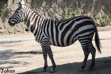 Selous' Zebra | Animal Database | Fandom