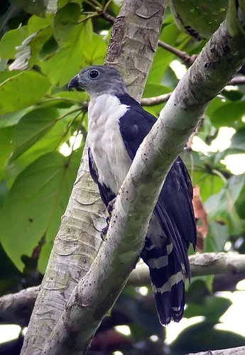 Gray-headed Kite | Animal Database | Fandom