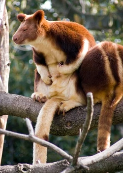 Dendrolagus | Animal Database | Fandom