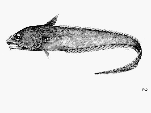 Giant Grenadier | Animal Database | Fandom