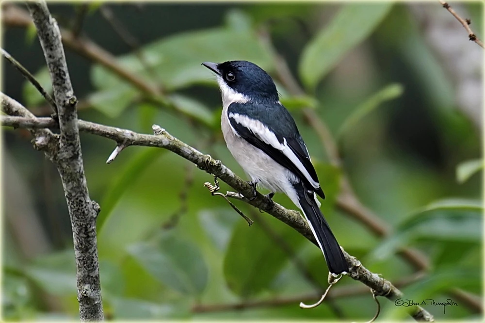 Bar-winged Flycatcher-shrike | Animal Database | Fandom