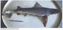 Borneo River Shark | Animal Database | Fandom