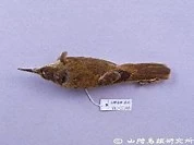 Aguiguan Reed Warbler | Animal Database | Fandom