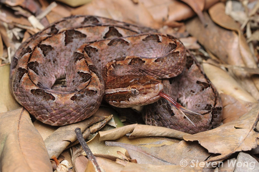 Malayan Pit Viper | Animal Database | Fandom