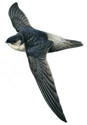Grey-rumped Swift | Animal Database | Fandom
