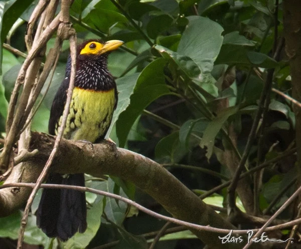 Yellow-billed Barbet | Animal Database | Fandom