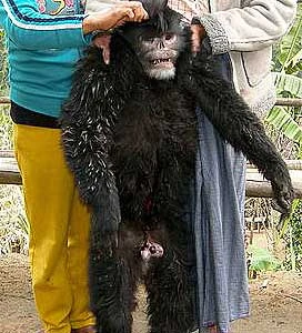 Myanmar Snub-nosed Monkey | Animal Database | Fandom