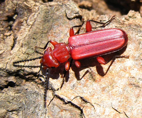 Red Flat Bark Beetle | Animal Database | Fandom